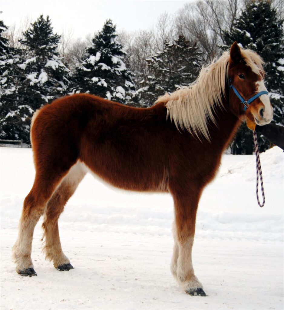 Draft Horses, Carriages & Antiques | Kalona Sales Barn