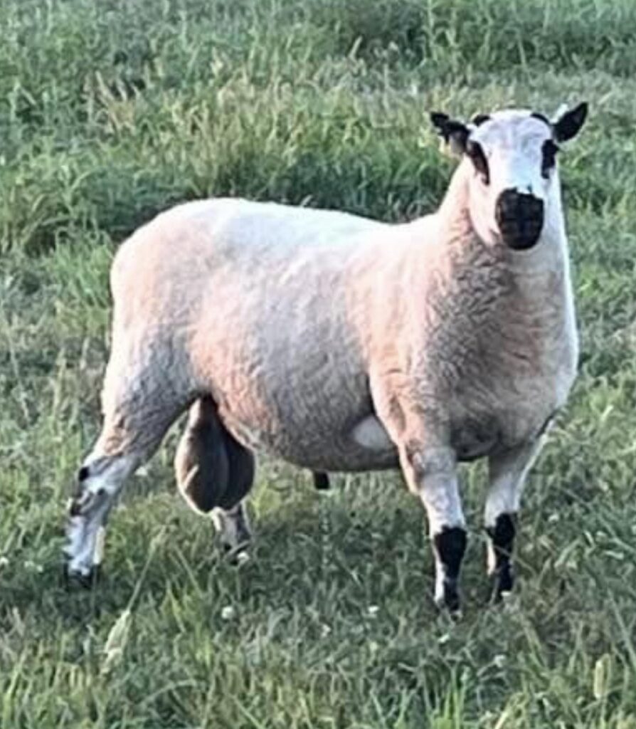 Sheep, Goats & Hogs | Kalona Sales Barn