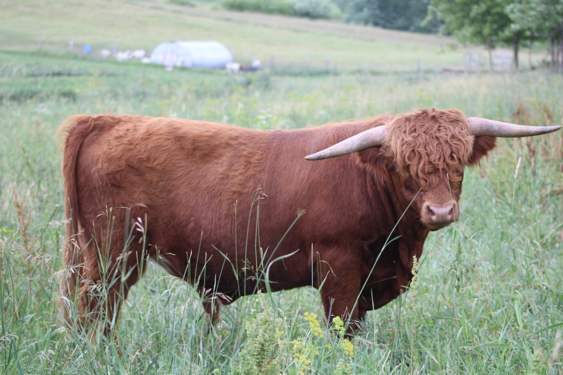 Cattle | Kalona Sales Barn