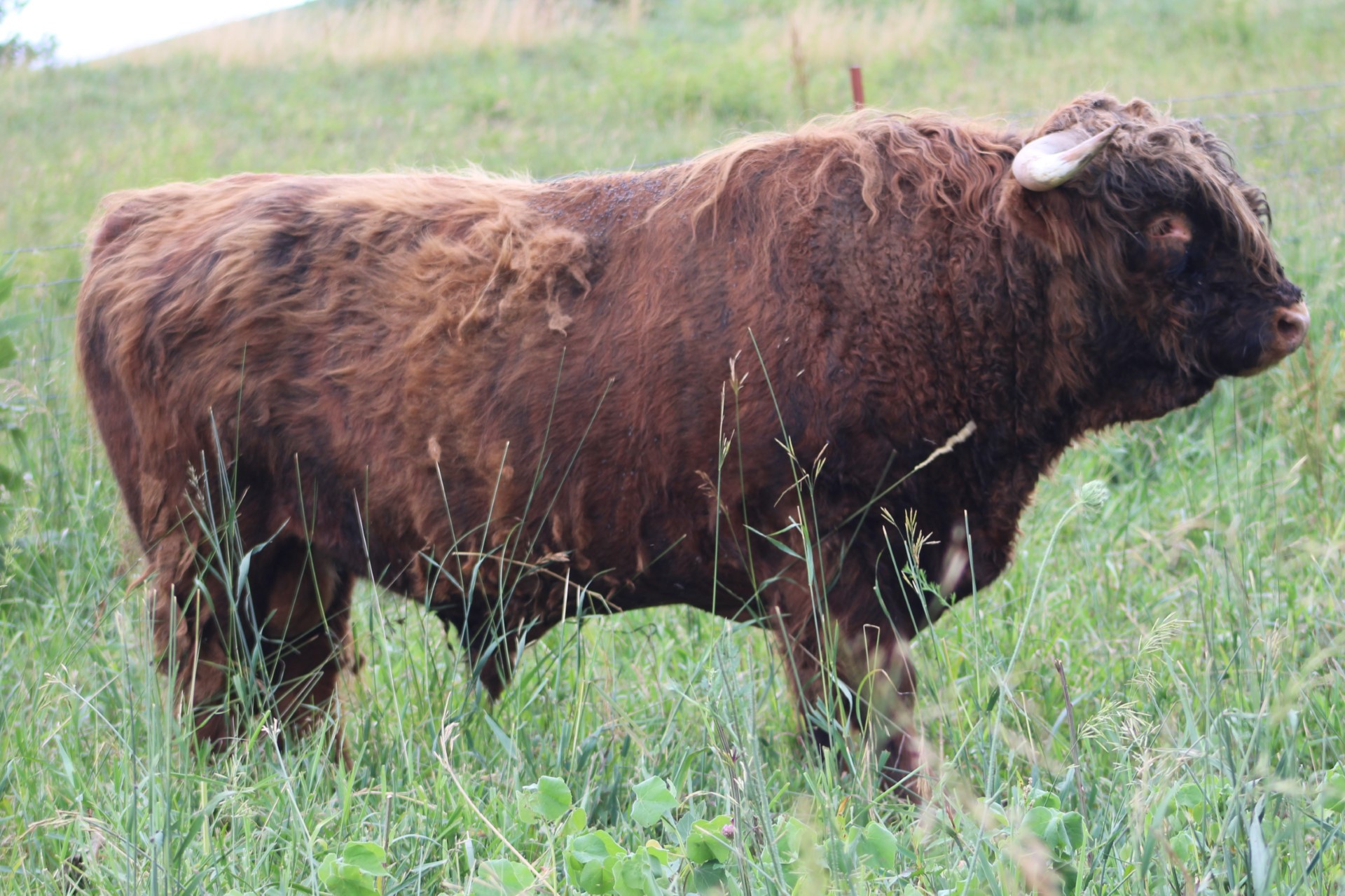 Cattle | Kalona Sales Barn
