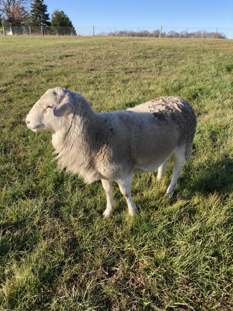 Sheep, Goats & Hogs | Kalona Sales Barn