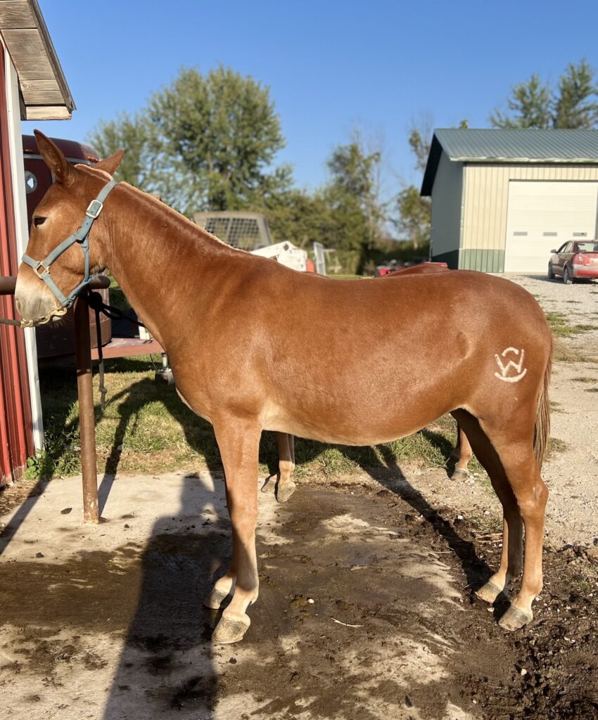 Draft Horses, Carriages & Antiques | Kalona Sales Barn