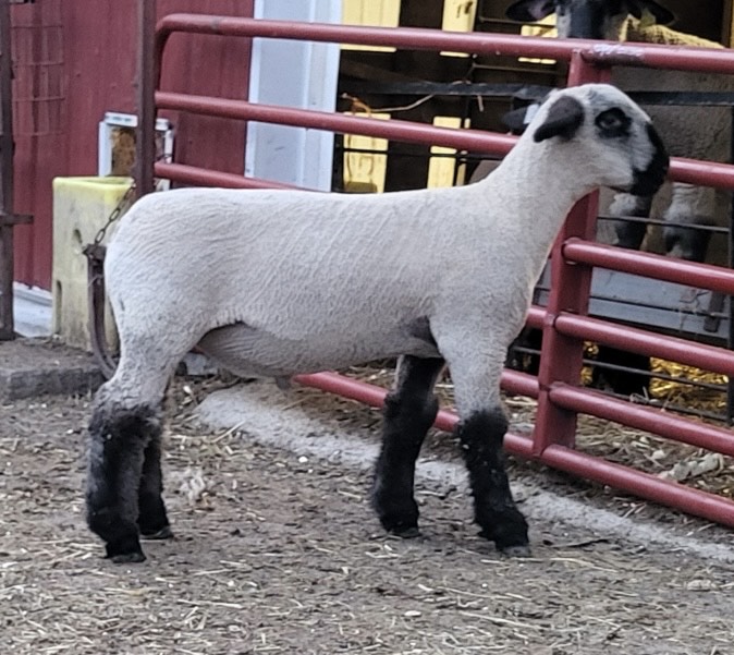 Sheep, Goats & Hogs | Kalona Sales Barn