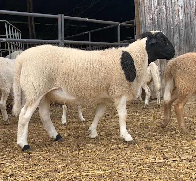 Sheep, Goats & Hogs | Kalona Sales Barn