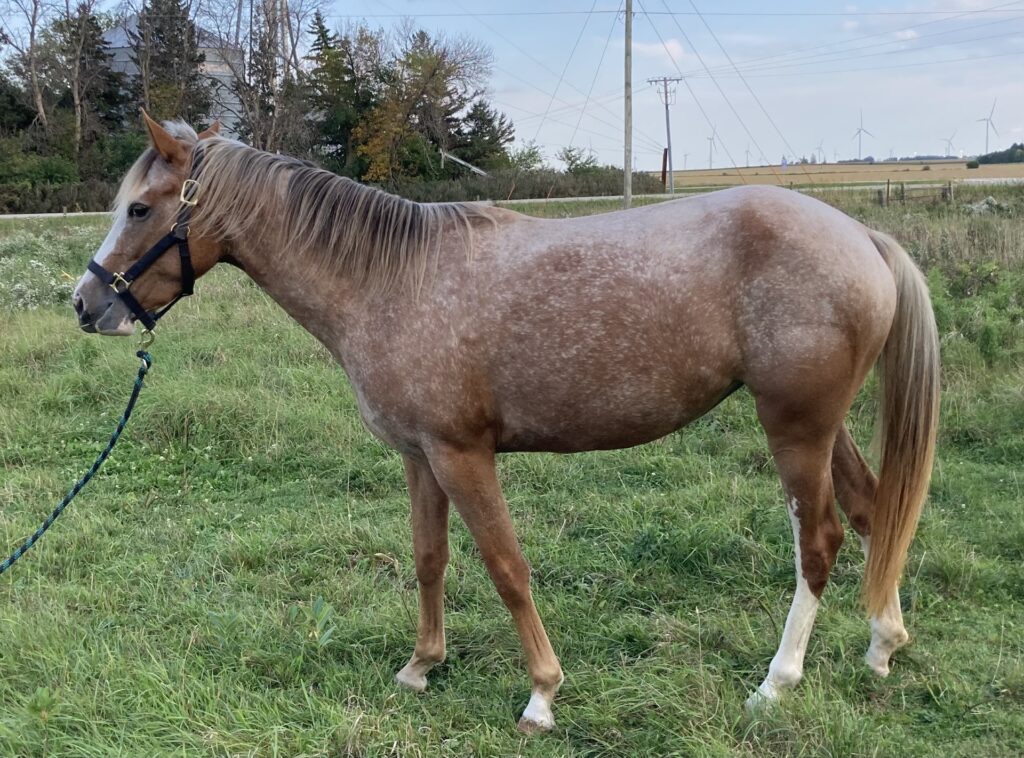 Horses & Tack | Kalona Sales Barn