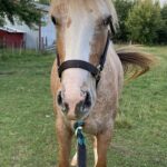 Horses & Tack | Kalona Sales Barn