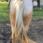 Horses & Tack | Kalona Sales Barn