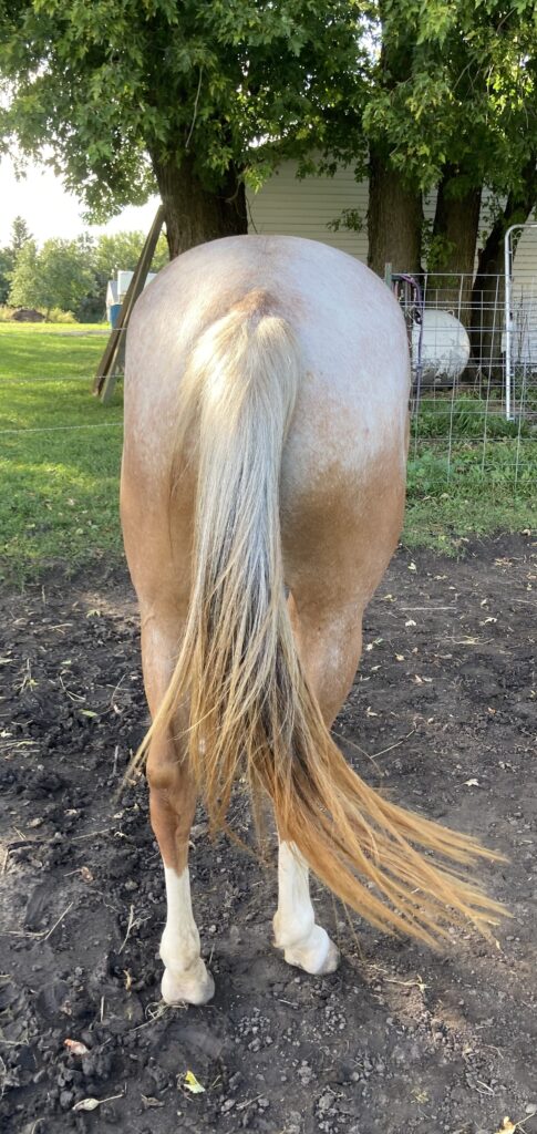 Horses & Tack | Kalona Sales Barn